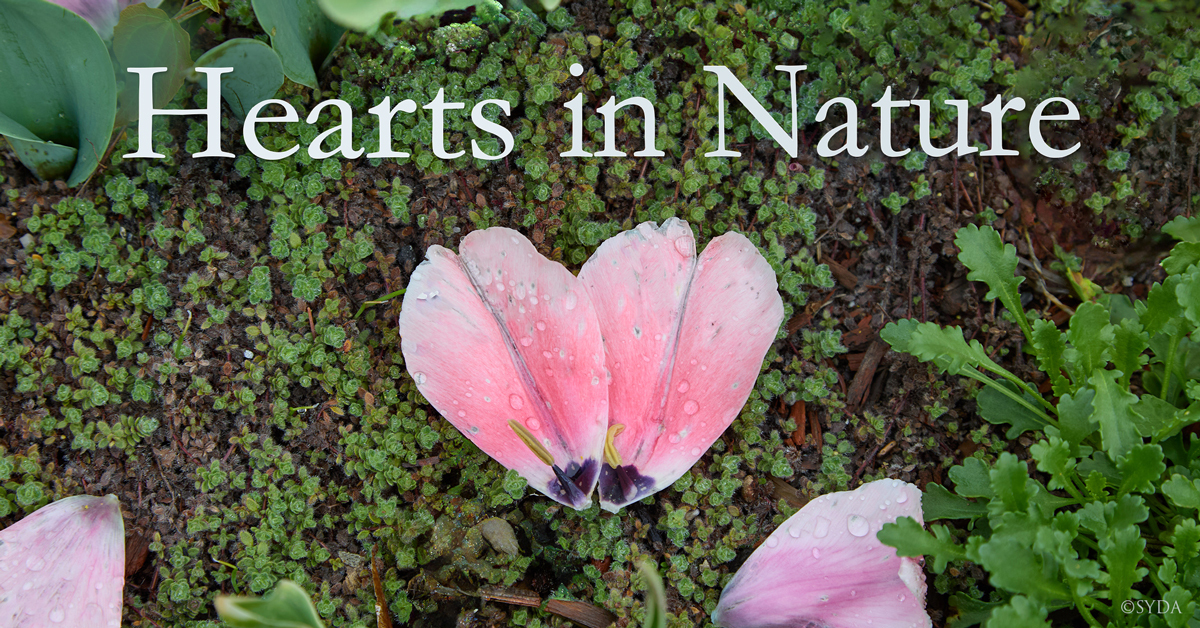 Hearts in Nature II